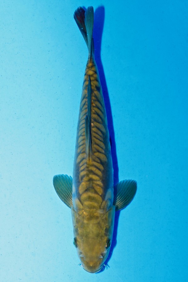 Koi-Auktion: Koi DOITSU KARASHI CHAGOI GRÜN +26CM