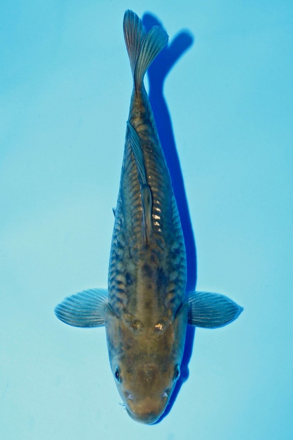 Koi-Auktion: Koi DOITSU KARASHI CHAGOI GRÜN TOSAI