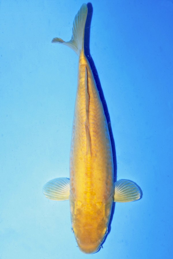 Koi-Auktion: Koi DOITSU KARASHI CHAGOI HELL WEIBLICH