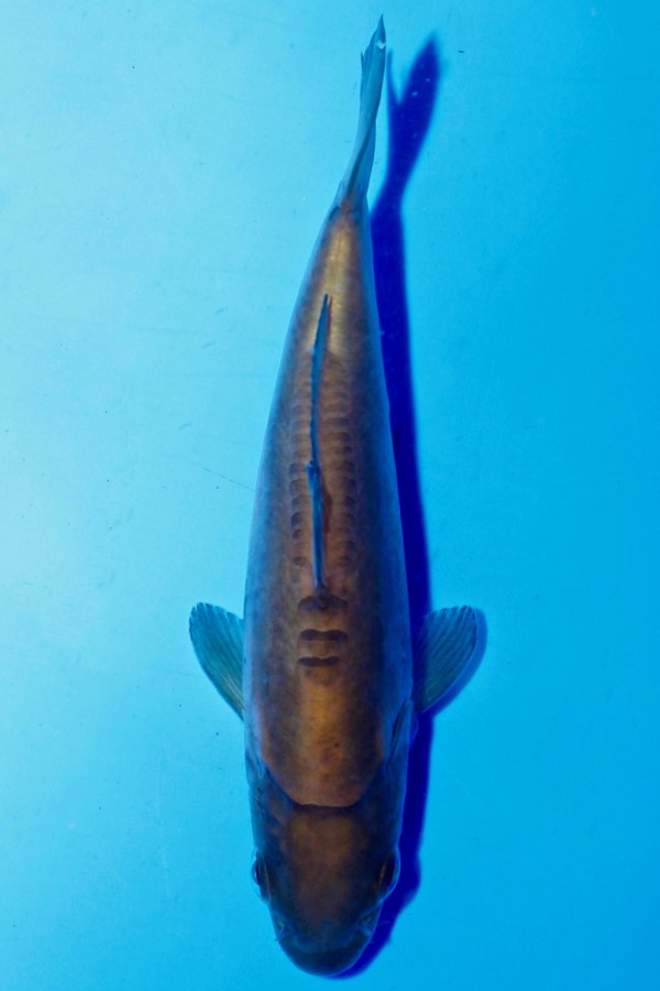 Koi-Auktion: Koi DOITSU KARASHI CHAGOI TOSAI