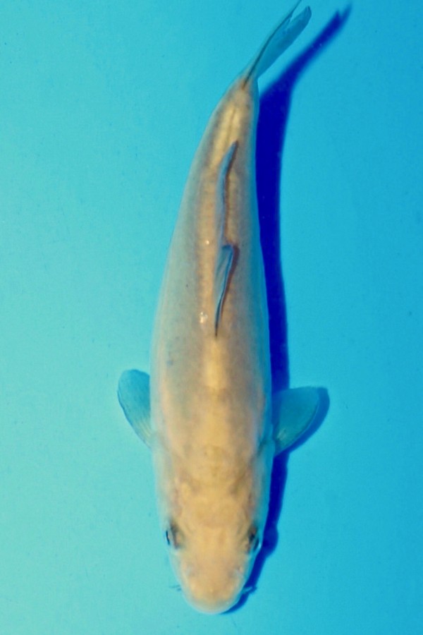 Koi-Auktion: Koi DOITSU KARASHI CHAGOI TOSAI