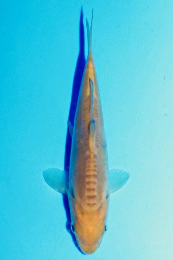 Koi-Auktion: Koi DOITSU KARASHI CHAGOI TOSAI