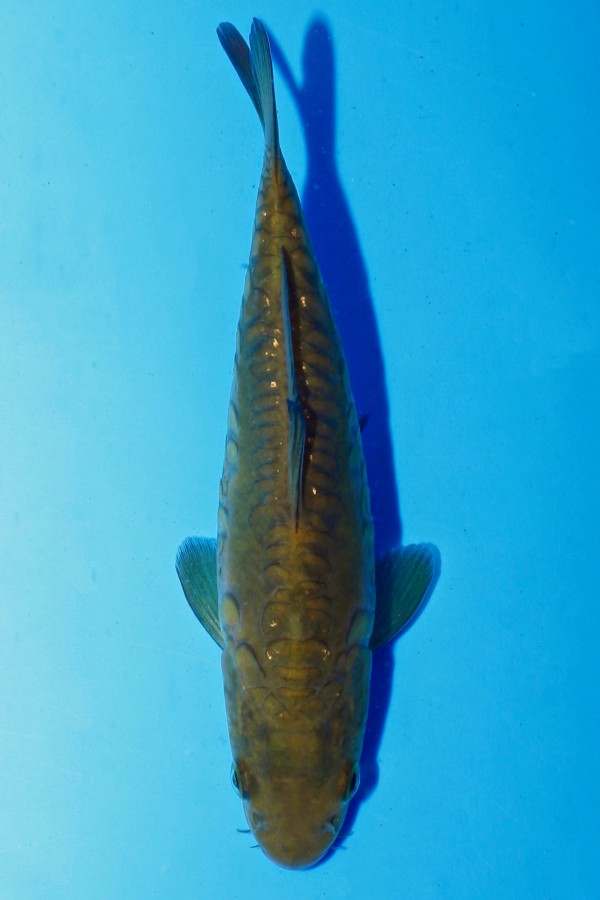 Koi-Auktion: Koi DOITSU KARASHI CHAGOI TOSAI