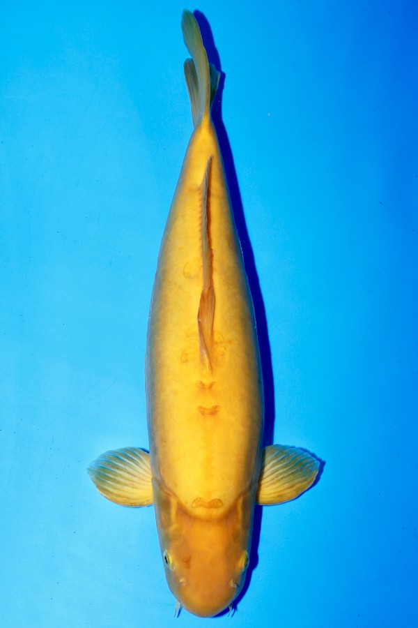 Koi-Auktion: Koi DOITSU KARASHIGOI +46CM WEIBLICH