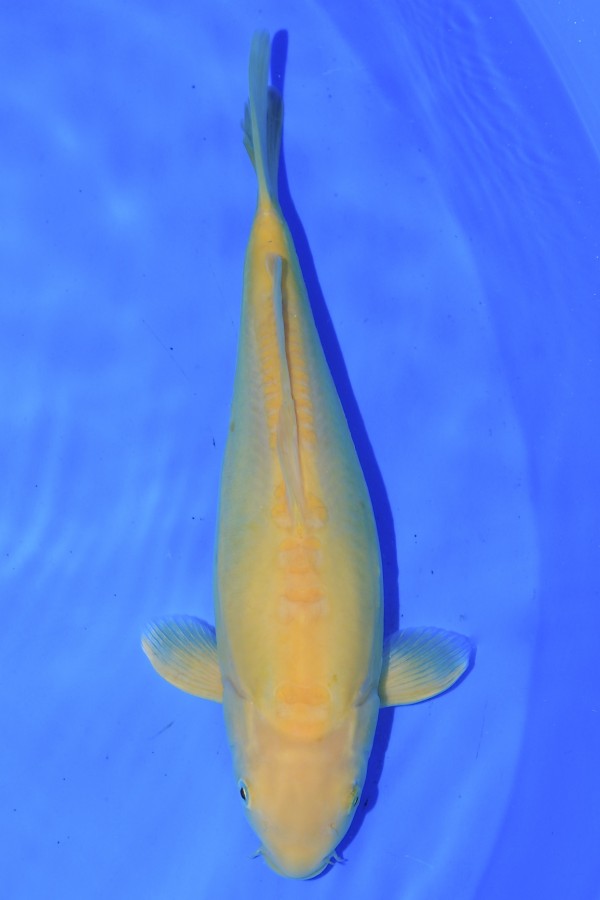 Koi Doitsu Karashigoi