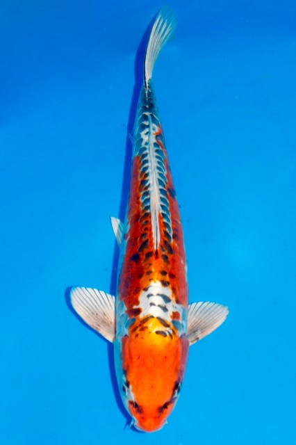 Koi-Auktion: Koi DOITSU KUJAKU