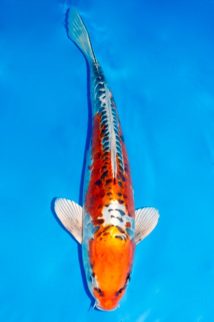 Koi-Auktion: Koi DOITSU KUJAKU