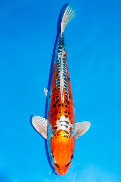Koi-Auktion: Koi DOITSU KUJAKU