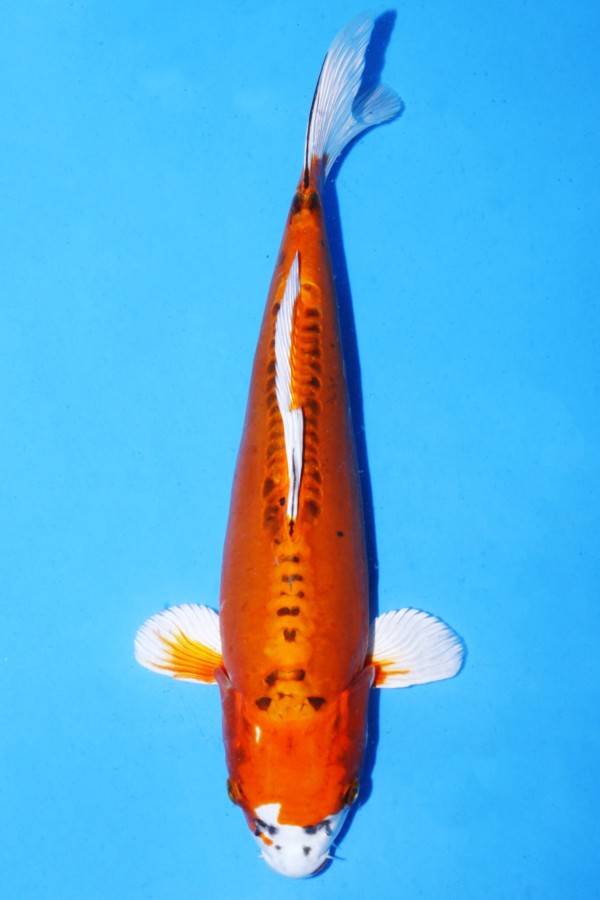 Koi-Auktion: Koi DOITSU KUJAKU