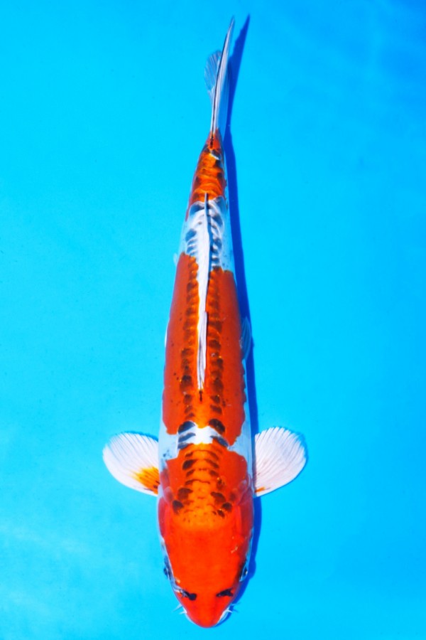 Koi-Auktion: Koi DOITSU KUJAKU