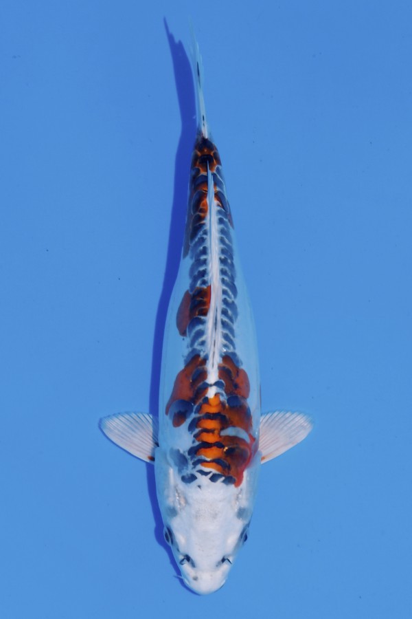 Koi-Auktion: Koi Doitsu Kujaku