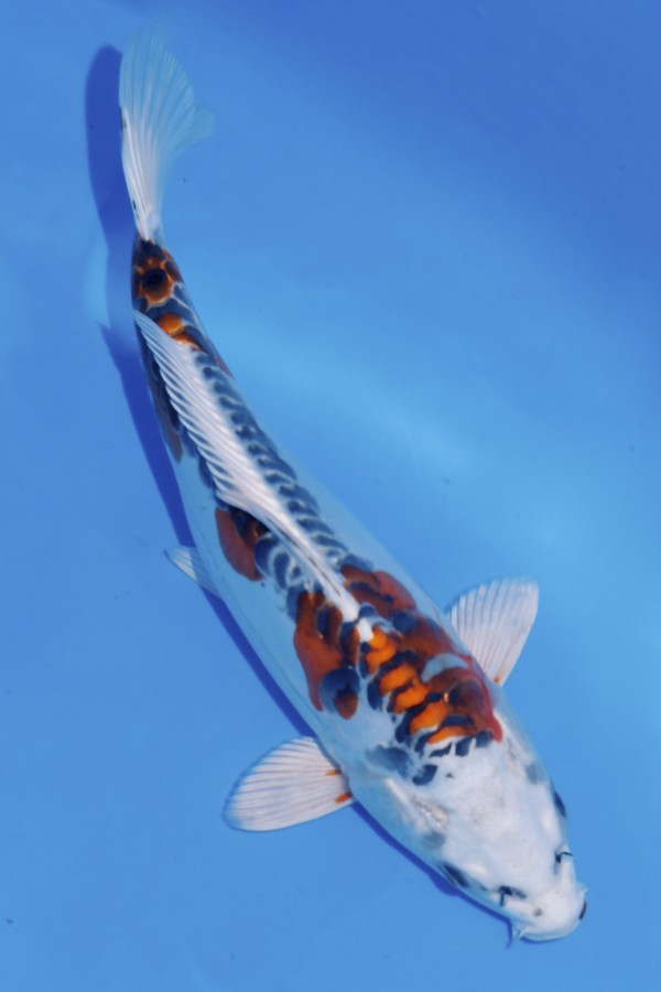 Koi-Auktion: Koi Doitsu Kujaku