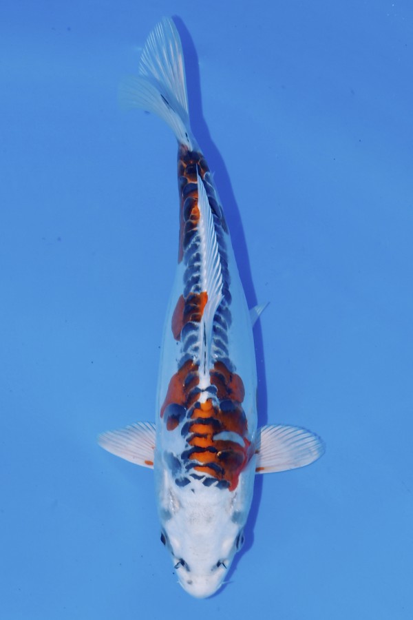 Koi-Auktion: Koi Doitsu Kujaku