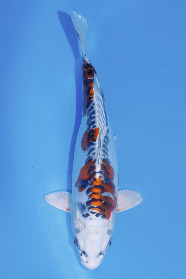 Koi-Auktion: Koi Doitsu Kujaku