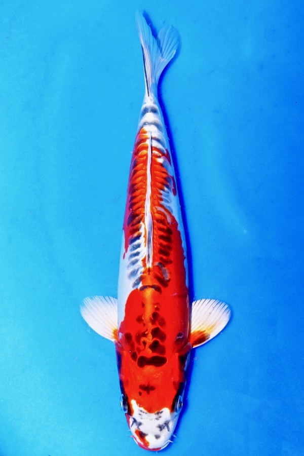 Koi-Auktion: Koi DOITSU KUJAKU ROT