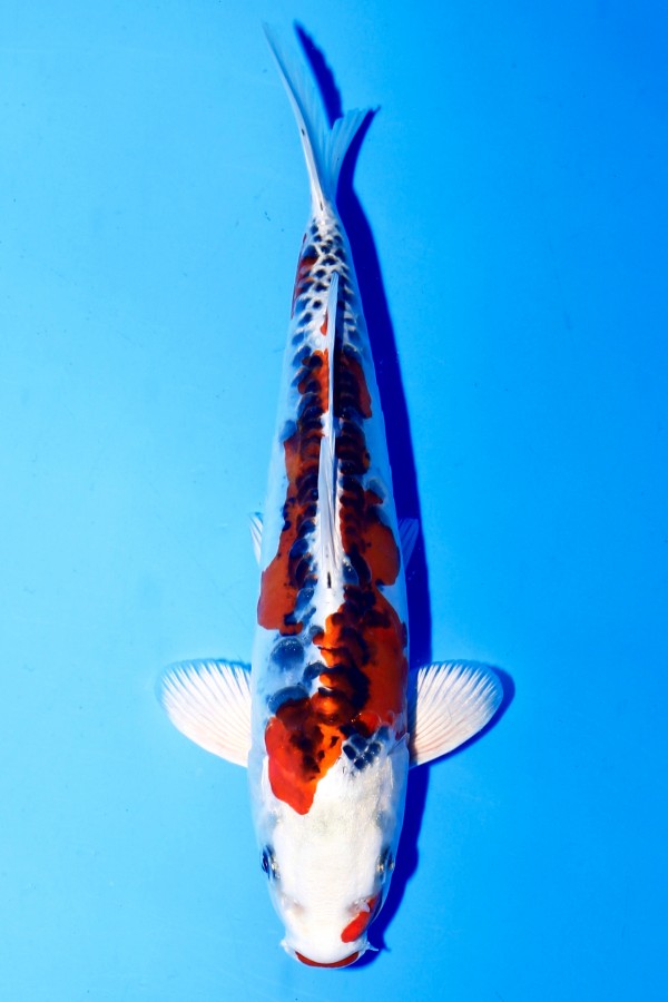 Koi-Auktion: Koi DOITSU KUJAKU ROT TOSAI S.2021