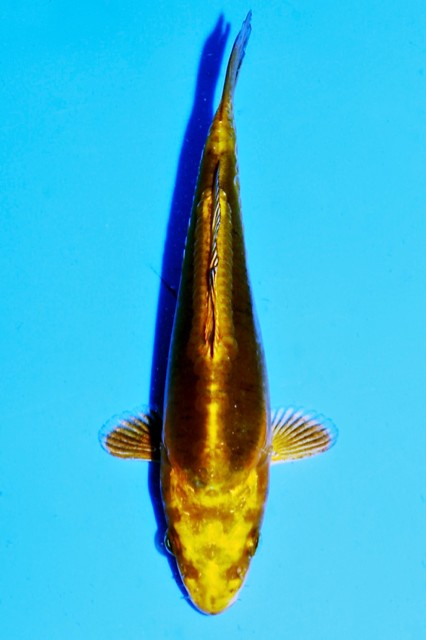 Koi-Auktion: Koi DOITSU METALLIC CHAGOI