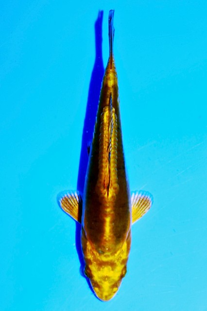 Koi-Auktion: Koi DOITSU METALLIC CHAGOI