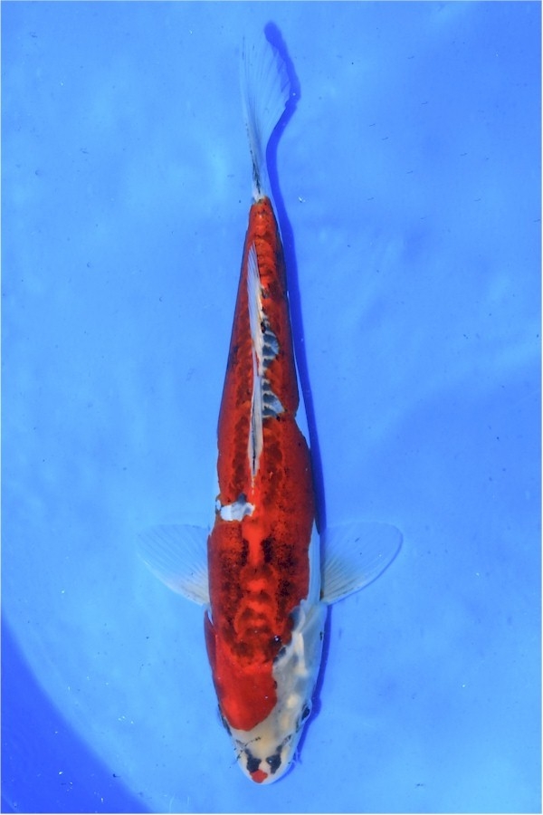 Koi Doitsu Metallic Goshiki