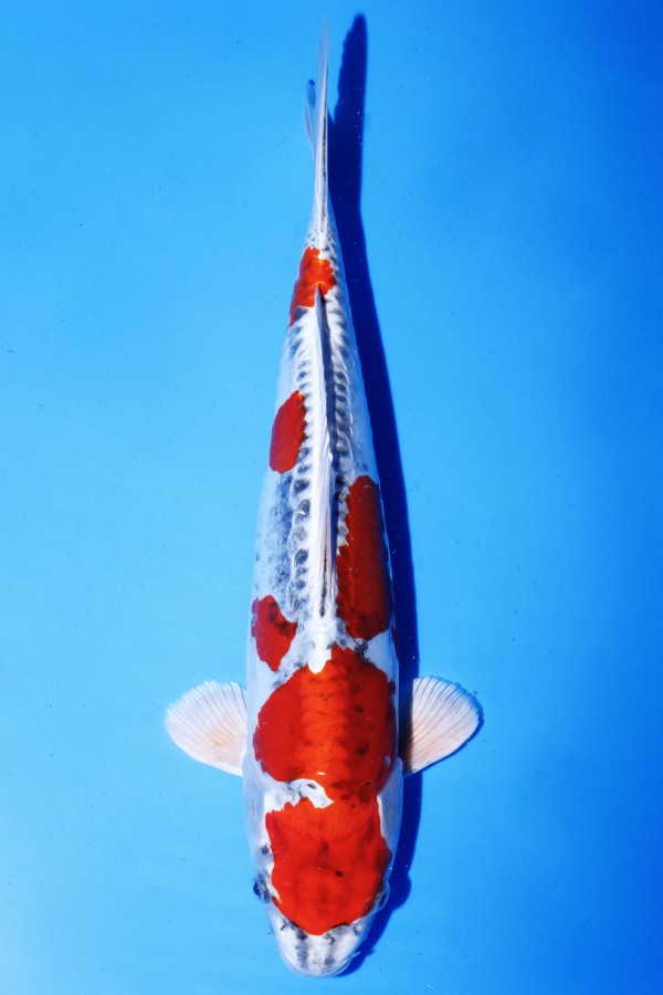 Koi-Auktion: Koi DOITSU METALLIC GOSHIKI