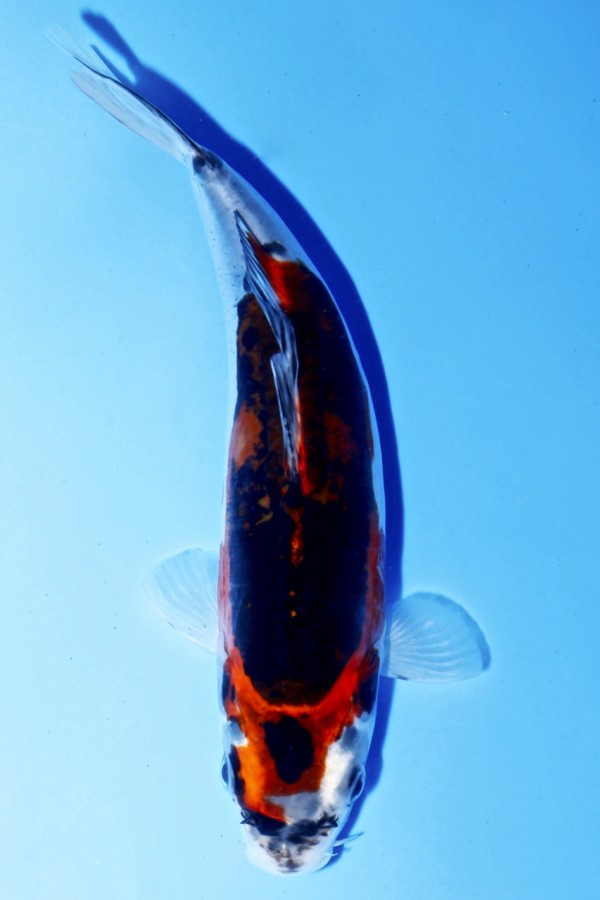 Koi-Auktion: Koi DOITSU METALLIC GOSHIKI