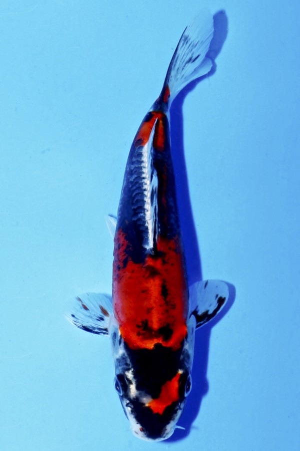 Koi-Auktion: Koi DOITSU METALLIC GOSHIKI