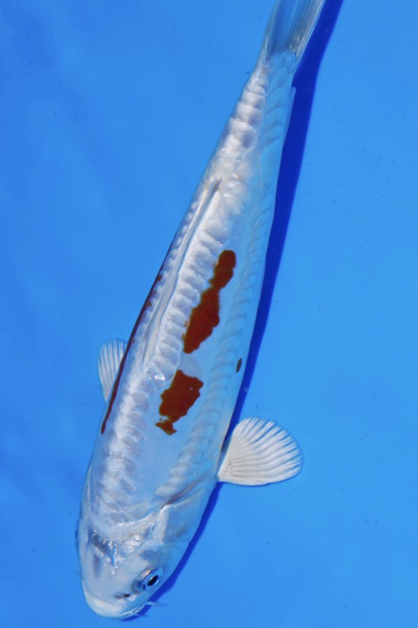 Koi-Auktion: Koi DOITSU METALLIC HARIWAKE SHUSUI