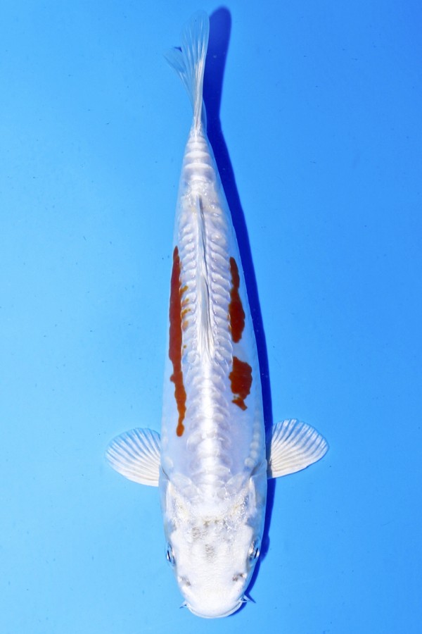 Koi-Auktion: Koi DOITSU METALLIC HARIWAKE SHUSUI