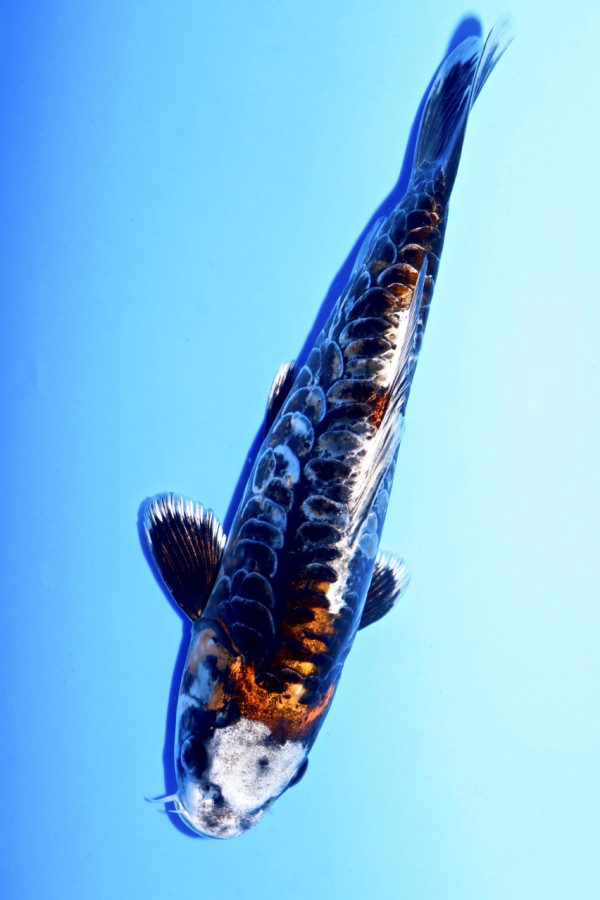 Koi-Auktion: Koi DOITSU METALLIC OCHIBA +23CMJUMBO TOSAI