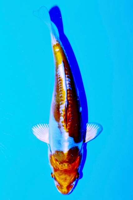 Koi-Auktion: Koi DOITSU METALLIC OCHIBA