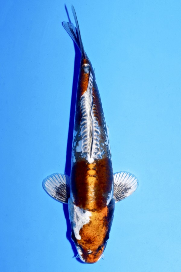 Koi-Auktion: Koi DOITSU METALLIC OCHIBA +27CMJUMBO TOSAI