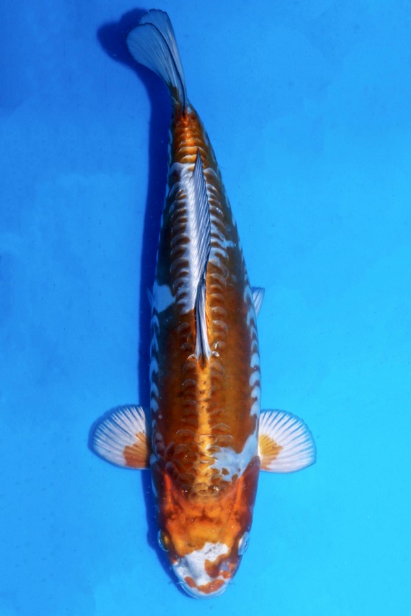 Koi-Auktion: Koi DOITSU METALLIC OCHIBA