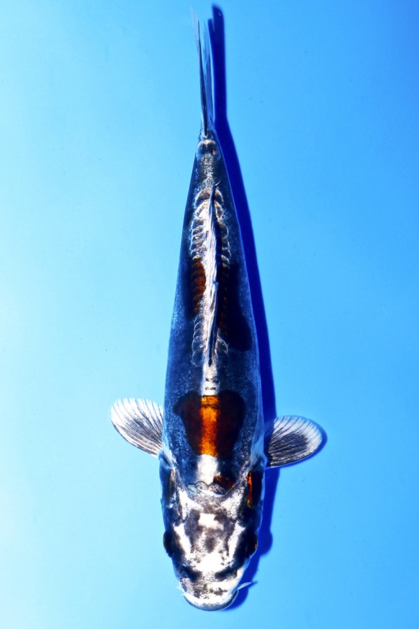 Koi-Auktion: Koi DOITSU METALLIC OCHIBA
