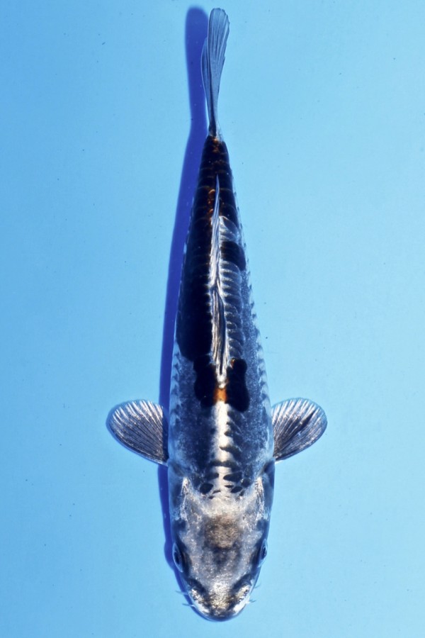 Koi-Auktion: Koi DOITSU METALLIC OCHIBA