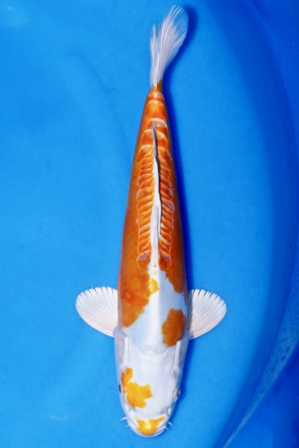 Koi-Auktion: Koi DOITSU METALLIC OCHIBA