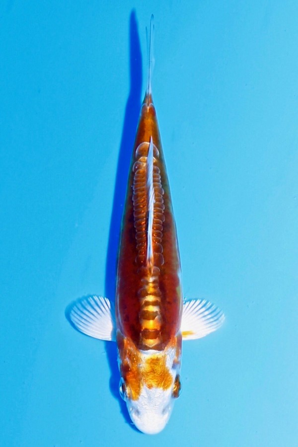 Koi-Auktion: Koi DOITSU METALLIC OCHIBA