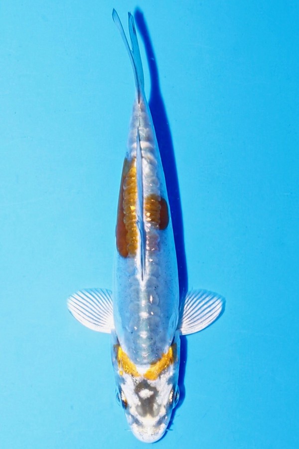 Koi-Auktion: Koi DOITSU METALLIC OCHIBA