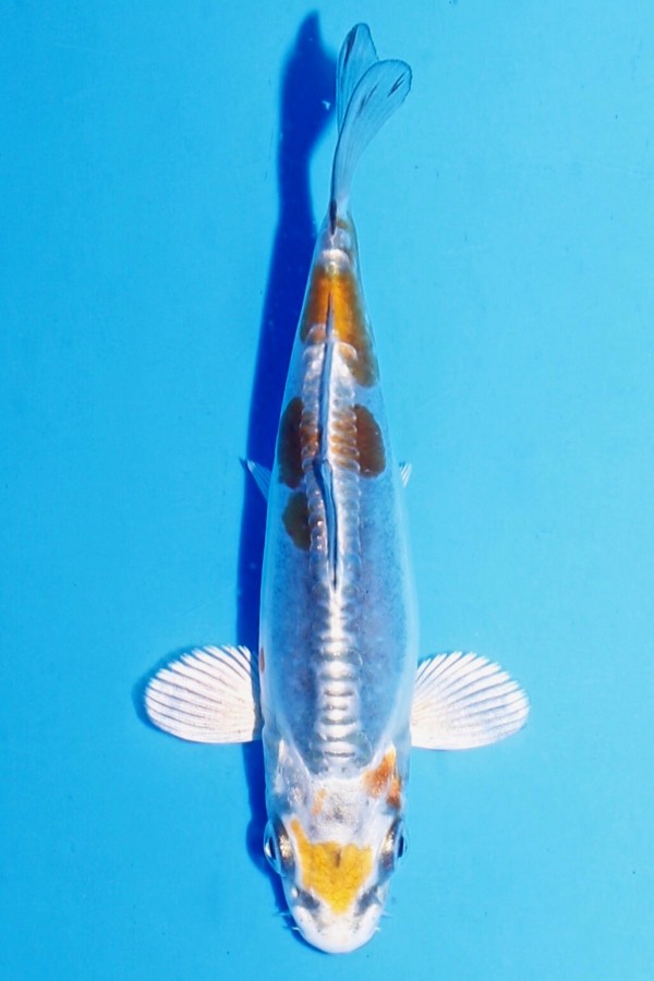 Koi-Auktion: Koi DOITSU METALLIC OCHIBA