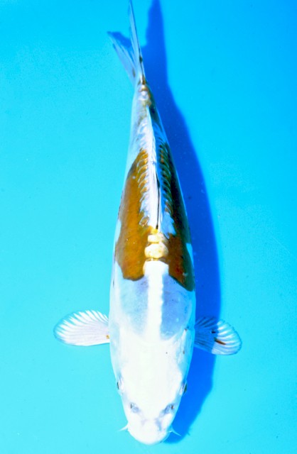 Koi-Auktion: Koi DOITSU METALLIC OCHIBA JUMBO TOSAI