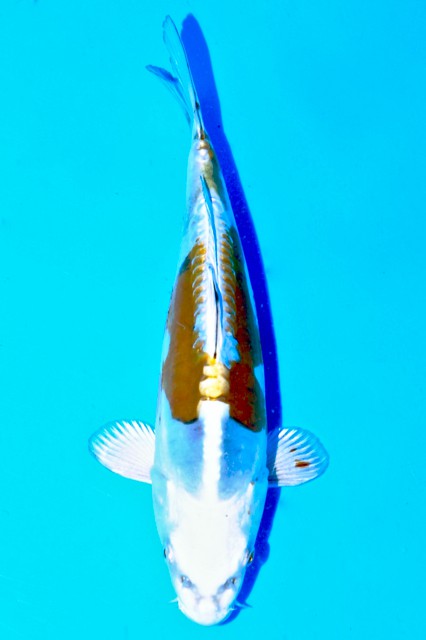 Koi-Auktion: Koi DOITSU METALLIC OCHIBA JUMBO TOSAI