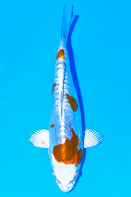 Koi-Auktion: Koi DOITSU METALLIC OCHIBA JUMBO TOSAI