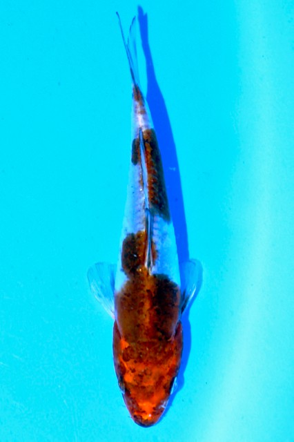 Koi-Auktion: Koi DOITSU METALLIC OCHIBA JUMBO TOSAI