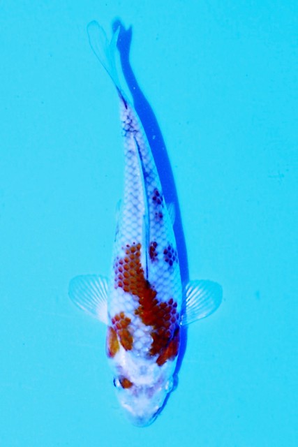 Koi-Auktion: Koi DOITSU METALLIC OCHIBA JUMBO TOSAI