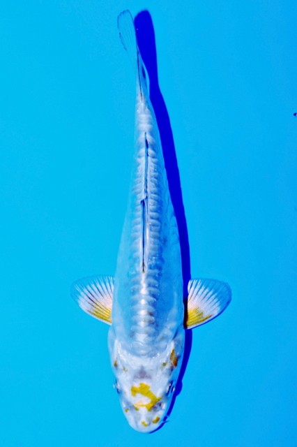 Koi-Auktion: Koi DOITSU METALLIC OCHIBA JUMBO TOSAI