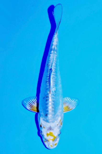 Koi-Auktion: Koi DOITSU METALLIC OCHIBA JUMBO TOSAI