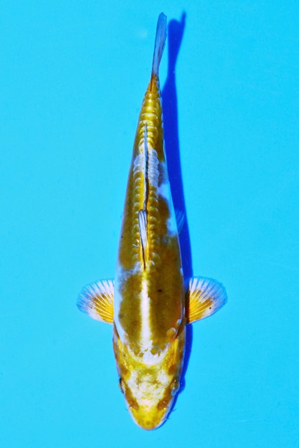 Koi-Auktion: Koi DOITSU METALLIC OCHIBA JUMBO TOSAI