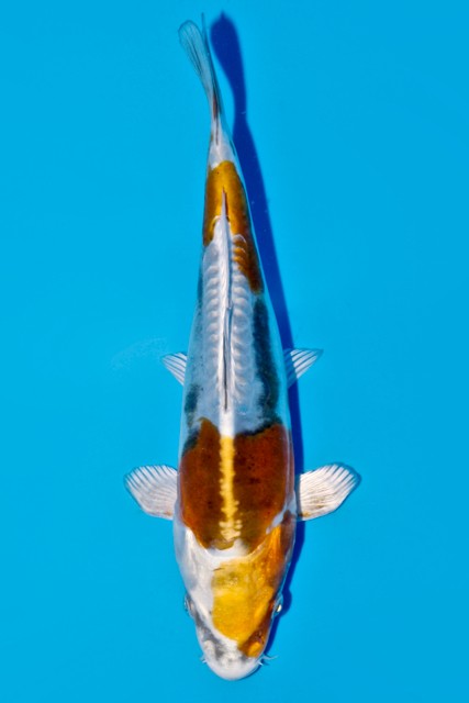 Koi-Auktion: Koi DOITSU METALLIC OCHIBA JUMBO TOSAI