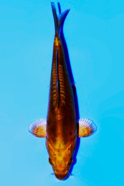 Koi-Auktion: Koi DOITSU METALLIC OCHIBA JUMBO TOSAI