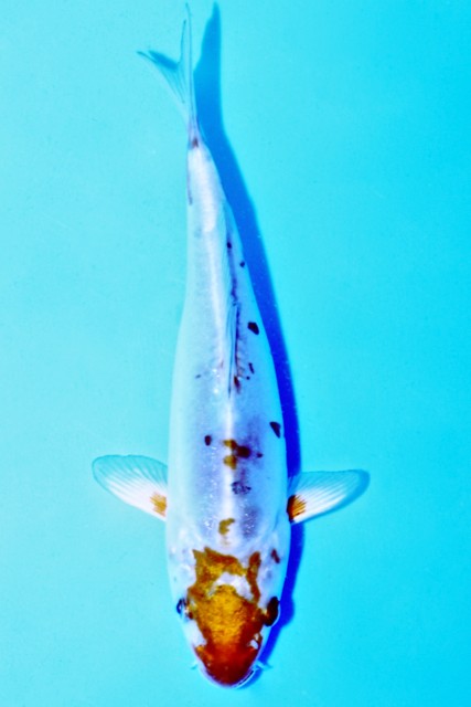 Koi-Auktion: Koi DOITSU METALLIC OCHIBA JUMBO TOSAI