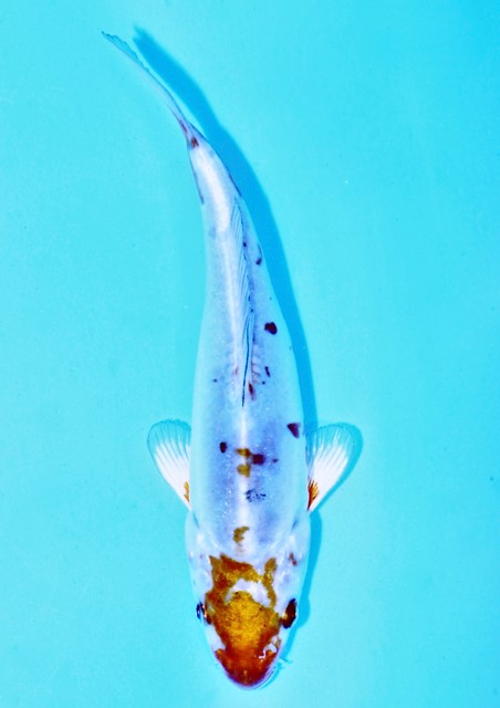 Koi-Auktion: Koi DOITSU METALLIC OCHIBA JUMBO TOSAI